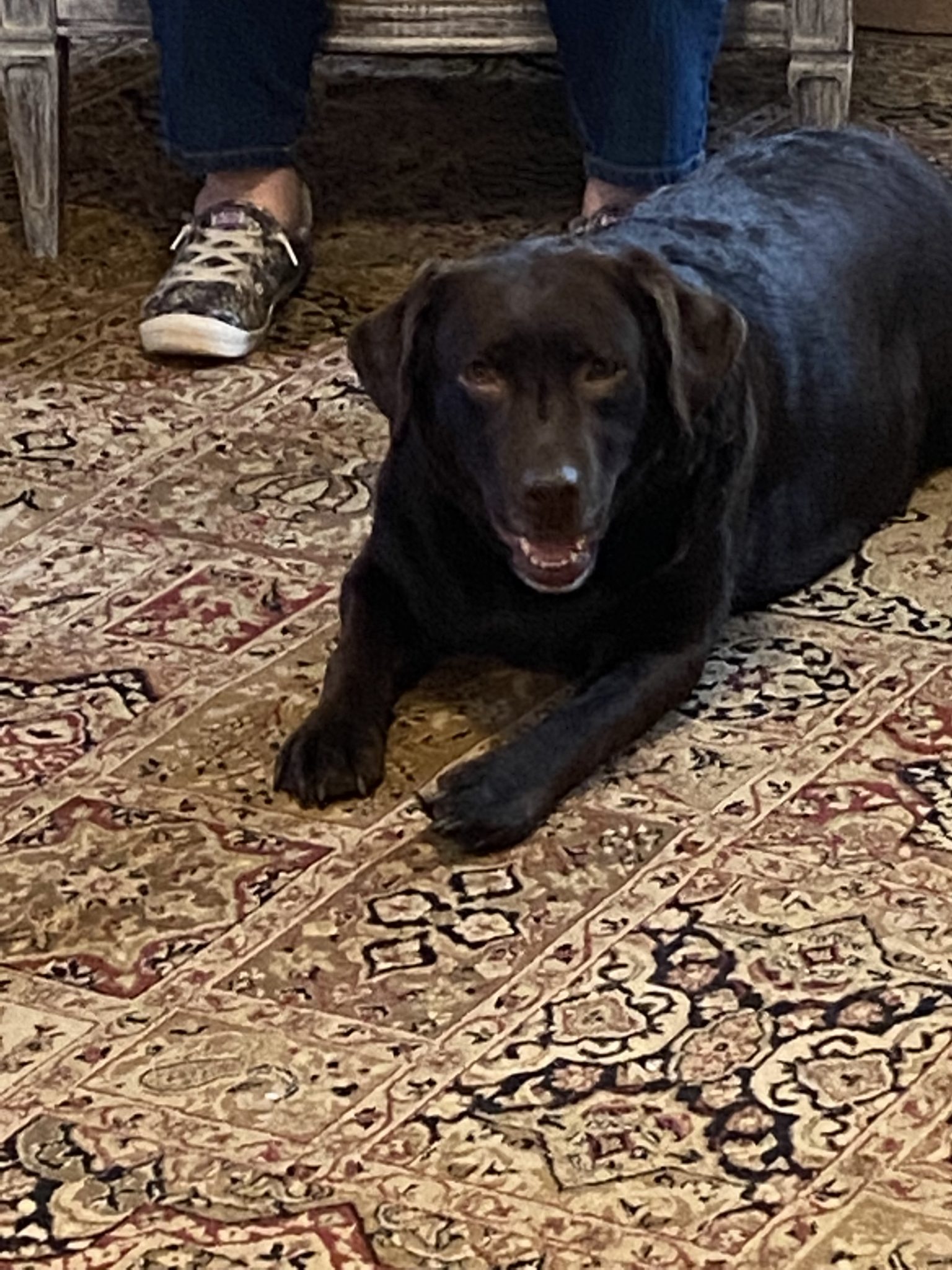 Find Your Loyal Labrador Companion in Fallston, MD