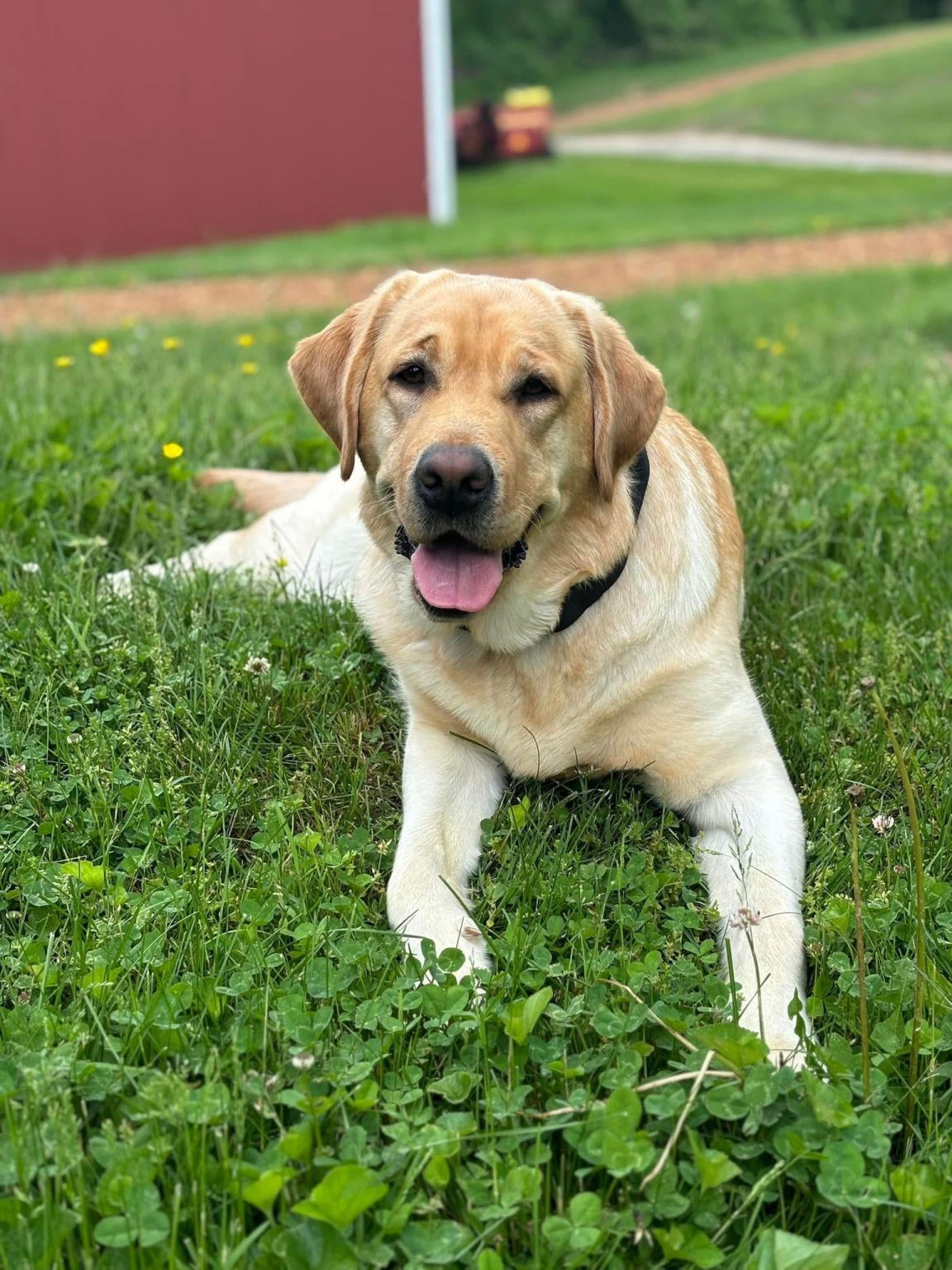 Find Your Loyal Labrador Companion in Fallston, MD